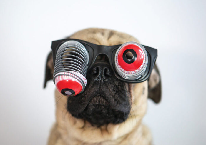 DOG WITH GOOGLE EYE GLASSES